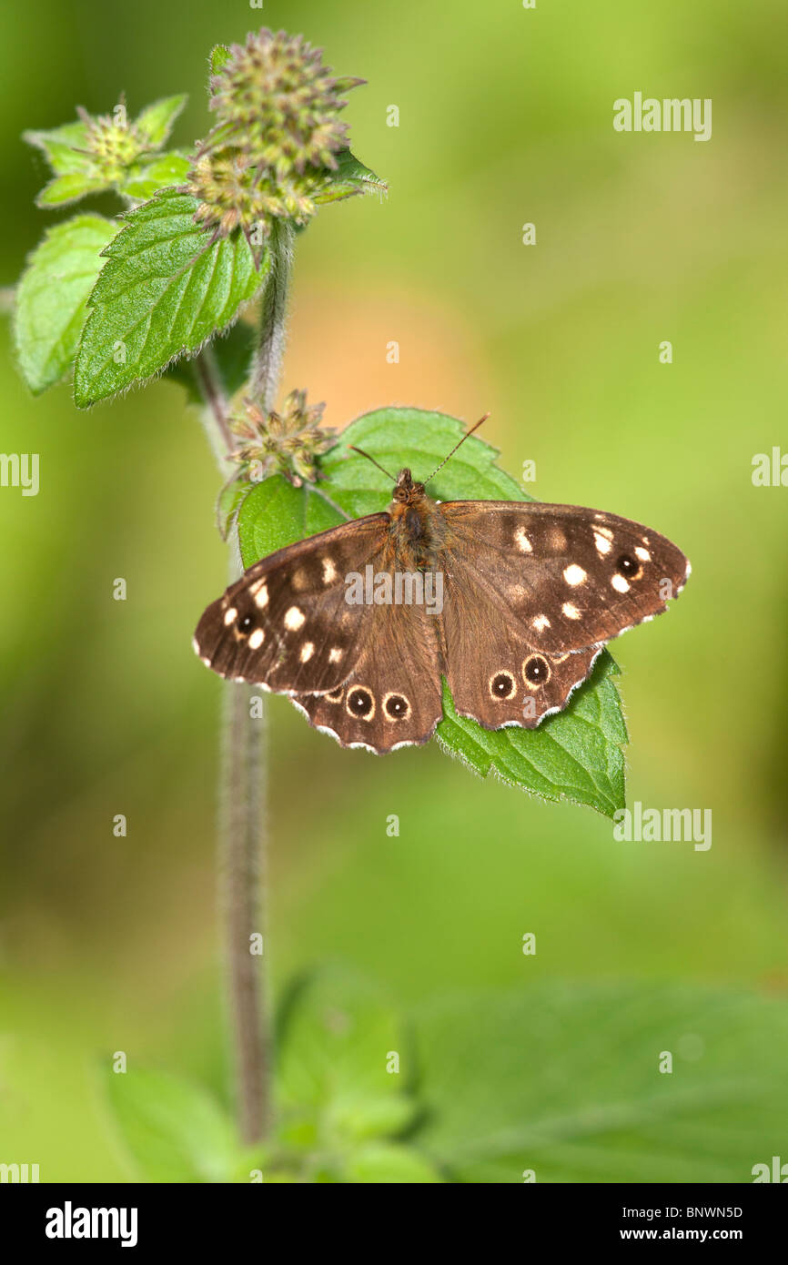Speckled wood pararge aegeria adult hi-res stock photography and images ...