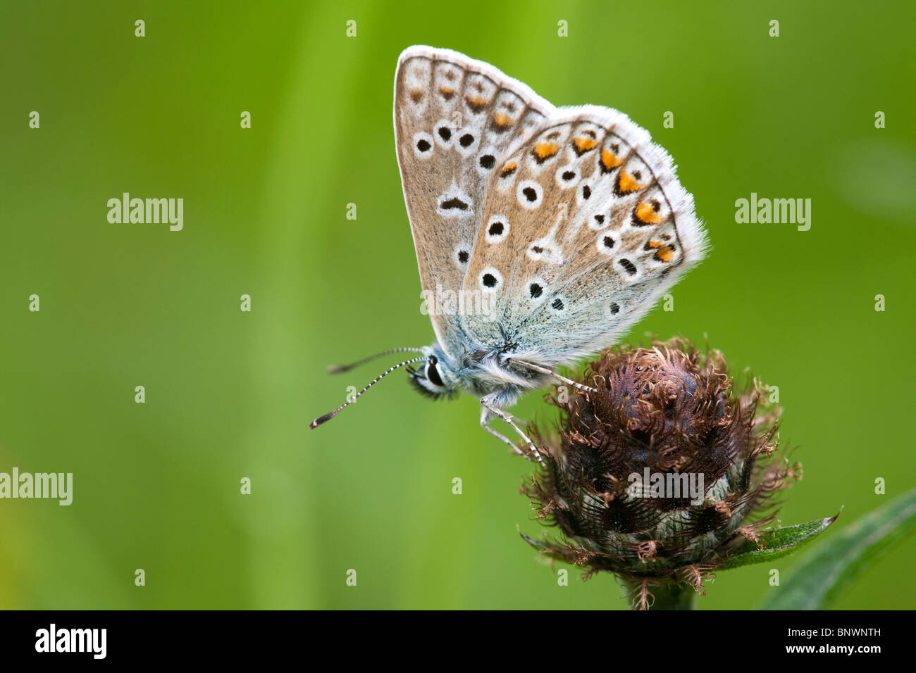 Adult male butterfly hi-res stock photography and images - Alamy