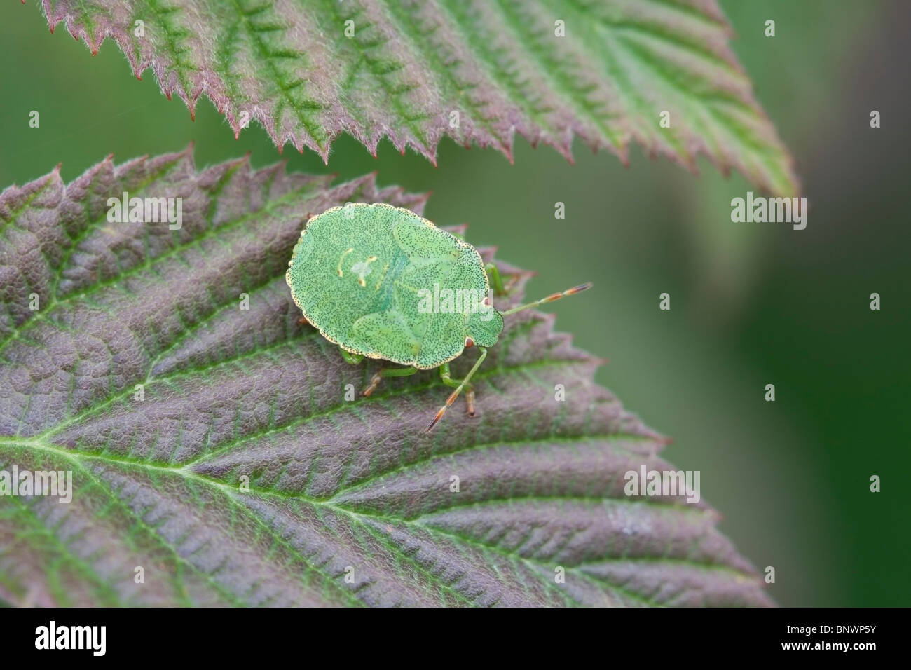 Common Green Shield Bug Palomena prasian immature last instar before ...
