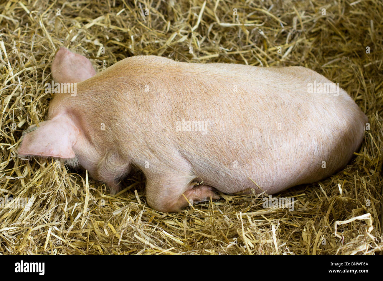 A Sleeping Piglet In Straw Stock Photo - Alamy