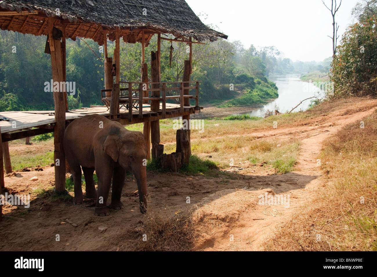 Elephant; camp; Thailand; Chiang Mai Stock Photo - Alamy