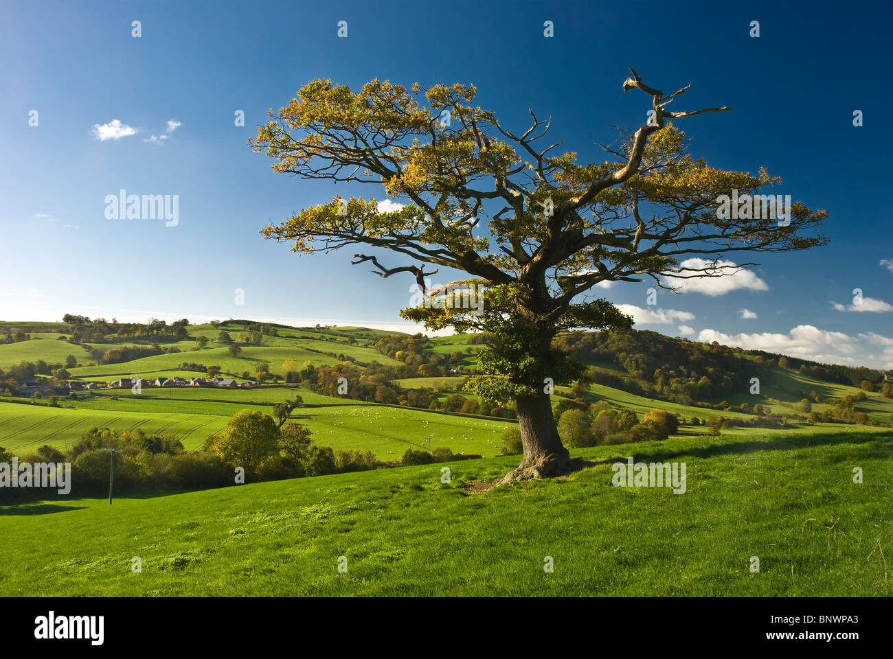 The English tree stand alone in the countryside Stock Photo - Alamy