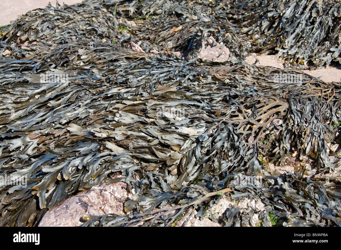 Toothed wrack hi-res stock photography and images - Alamy