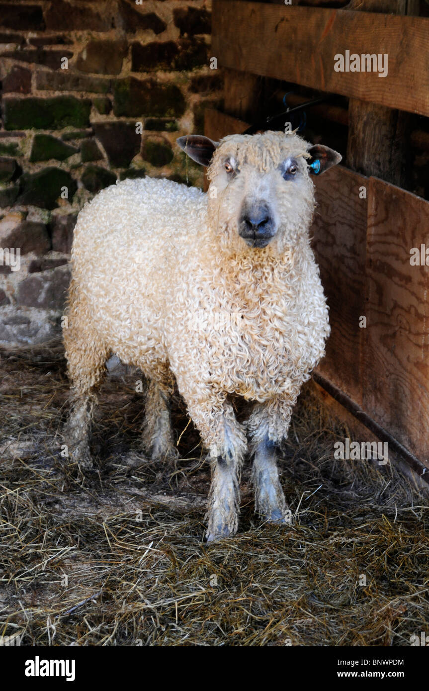 Wensleydale sheep hi-res stock photography and images - Alamy