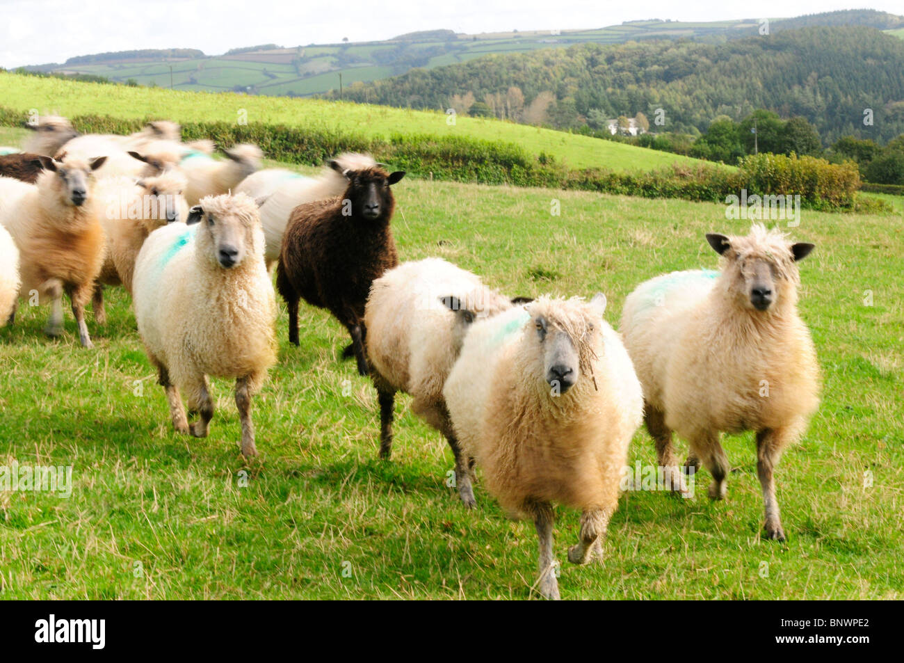 Devon sheep farm nobody hi-res stock photography and images - Alamy