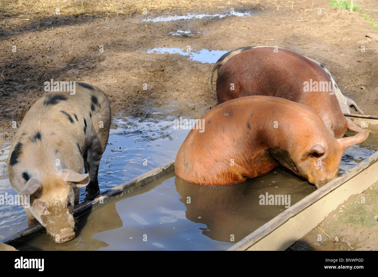 Crossbred Pig High Resolution Stock Photography and Images - Alamy