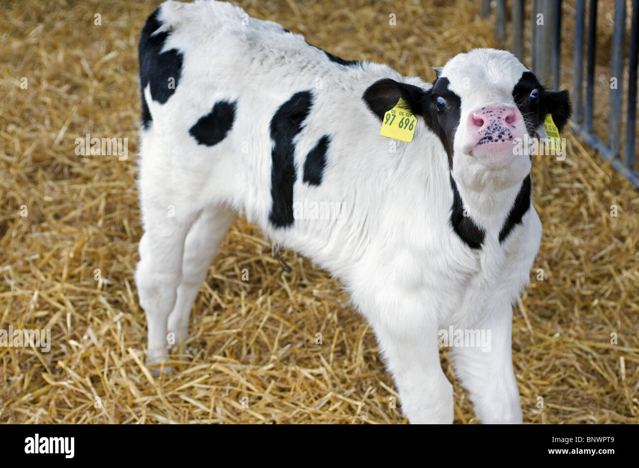 Newly born calf Stock Photo - Alamy