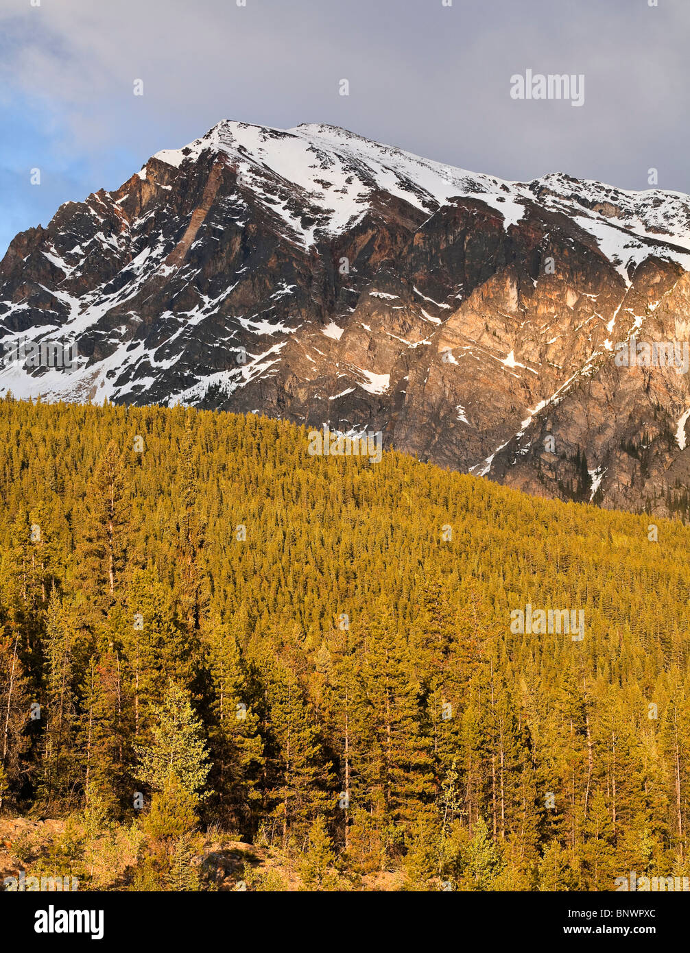 Mount Hardisty along the Icefields Parkway Jasper National Park Alberta ...