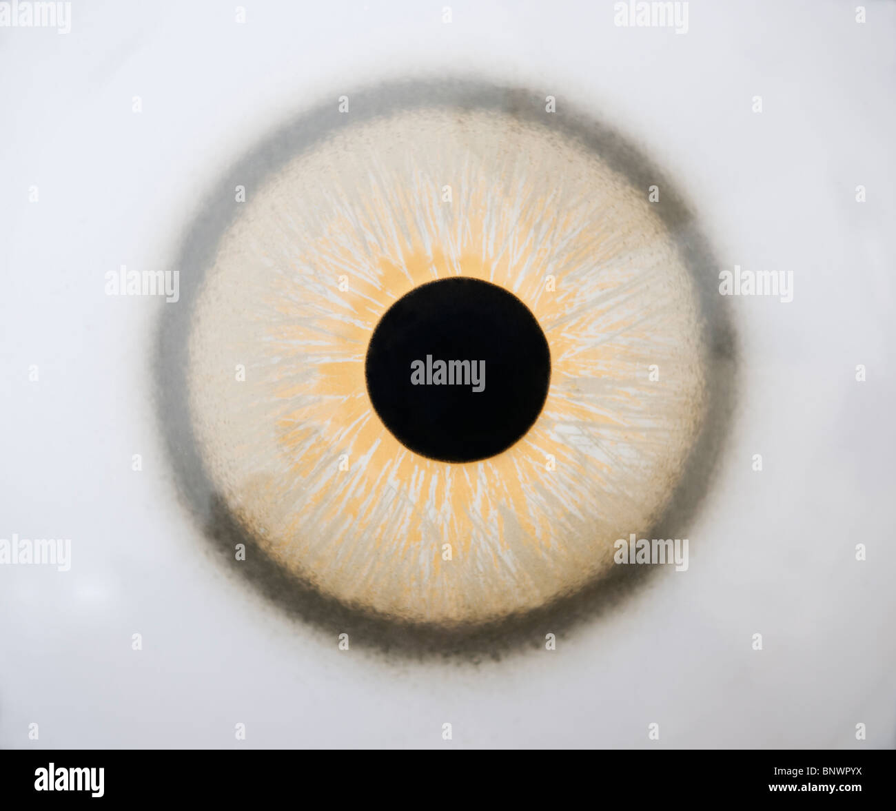 Shot eye hi-res stock photography and images - Alamy