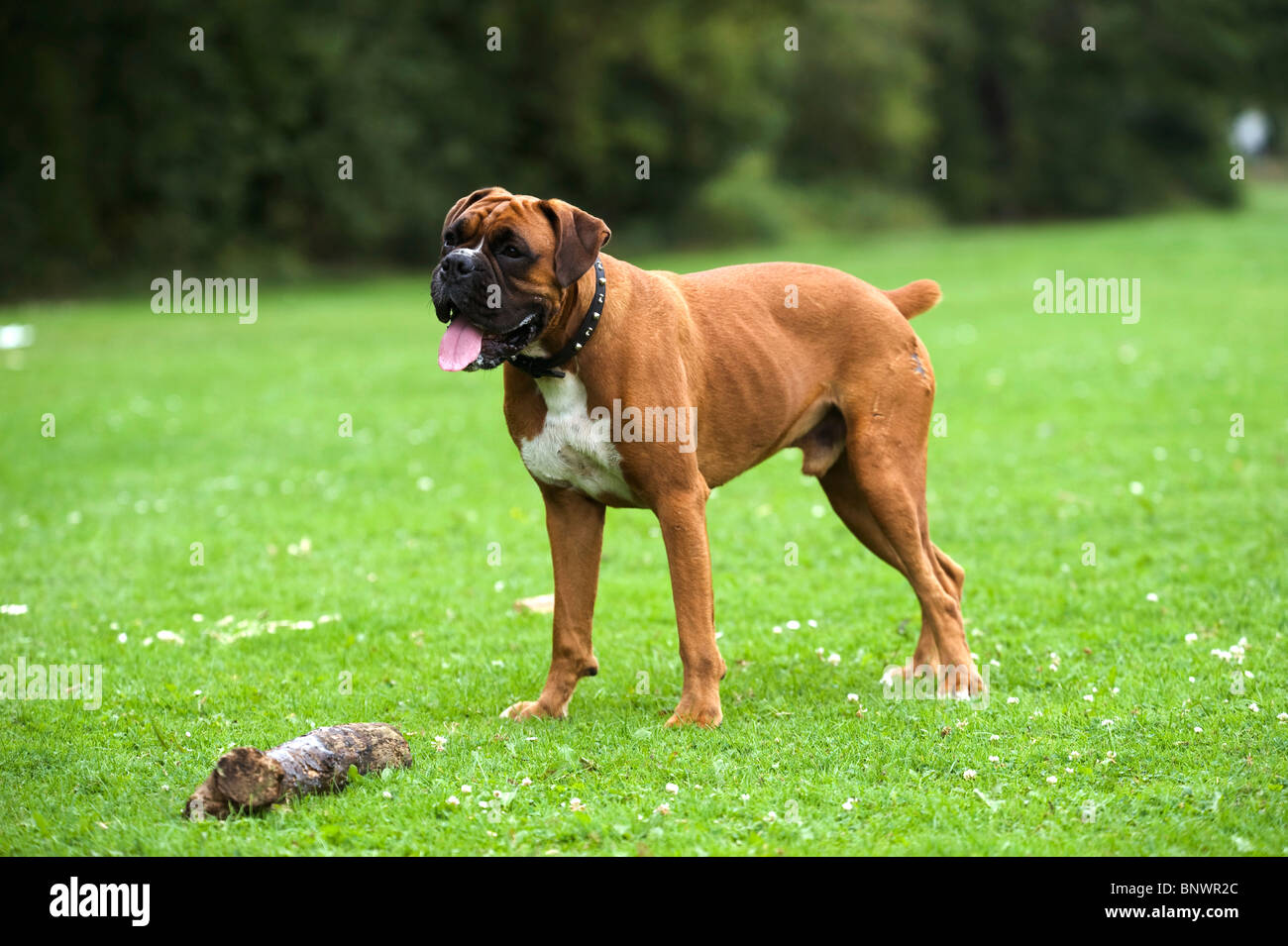 Differential Focus Dog High Resolution Stock Photography and Images - Alamy