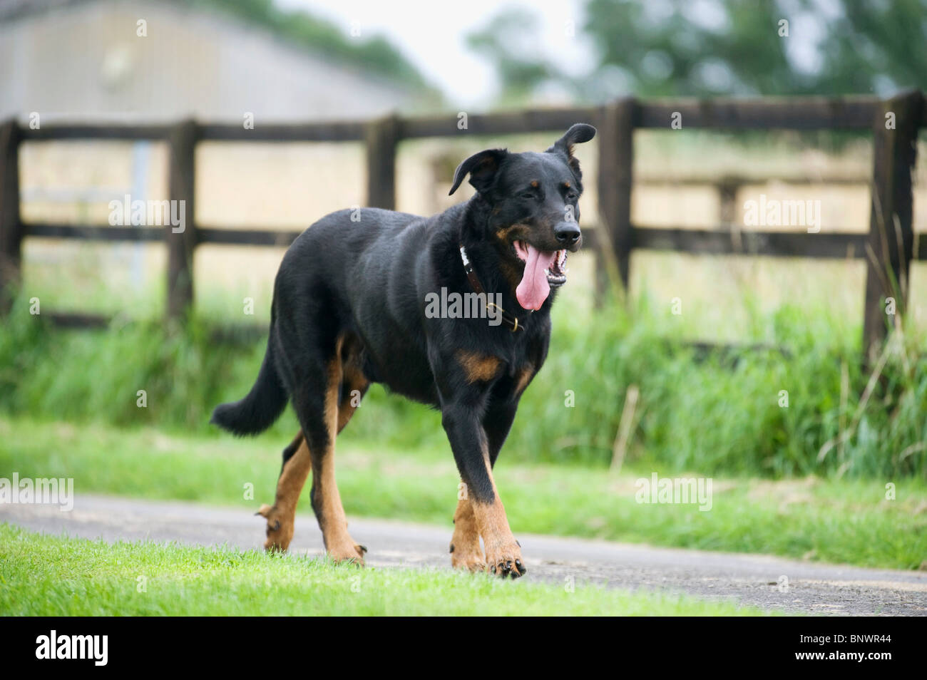 Domestic dog labrador cross mongrel hi-res stock photography and images ...