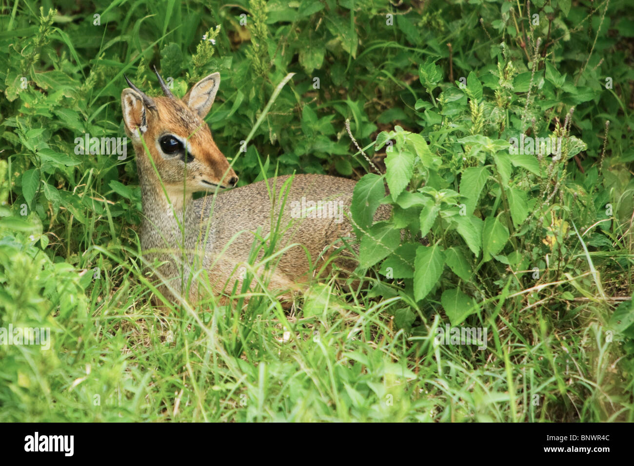 Dic Dic deer in Masai Mara Kenya Stock Photo - Alamy