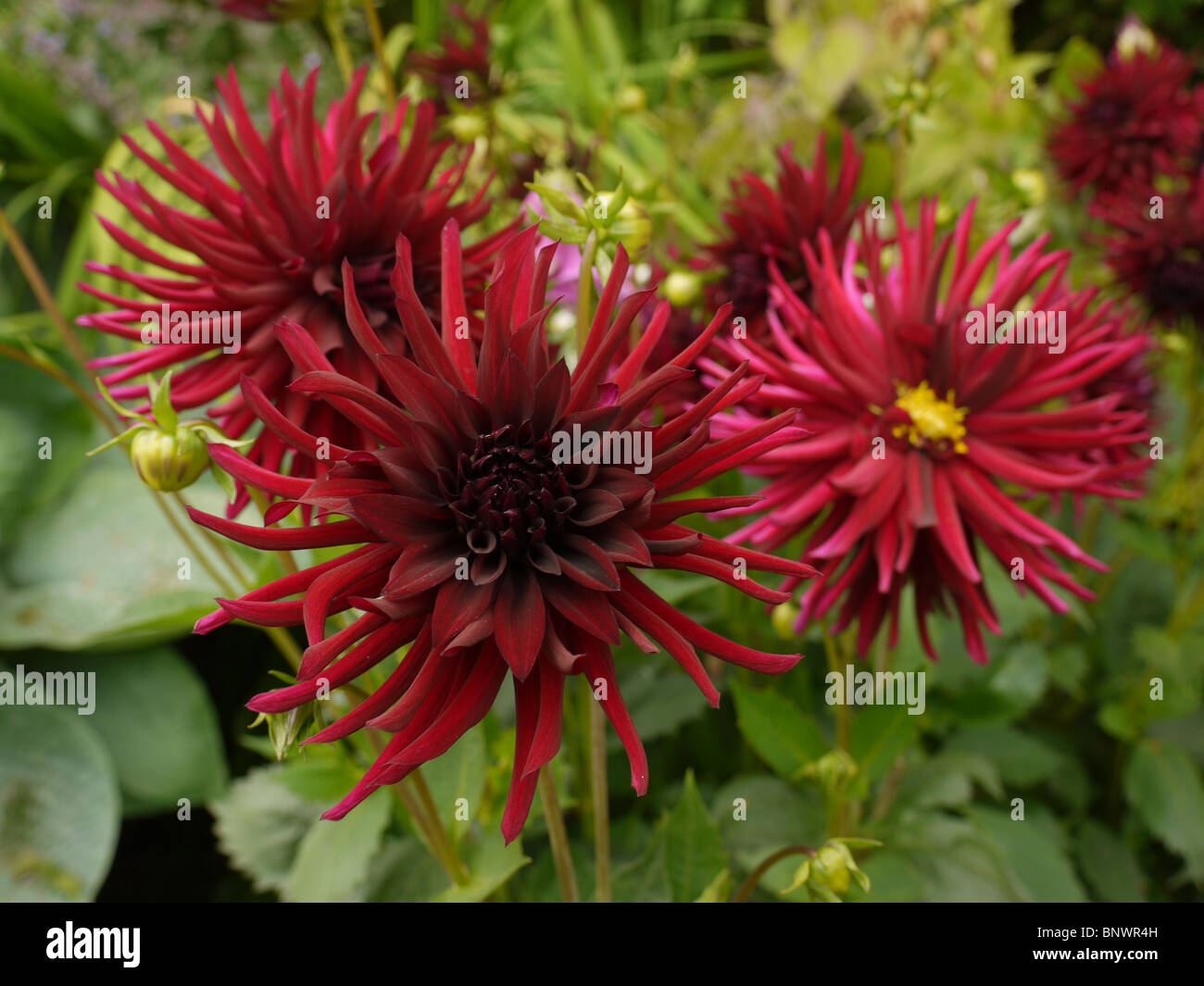 Dalia ornamental hi-res stock photography and images - Alamy