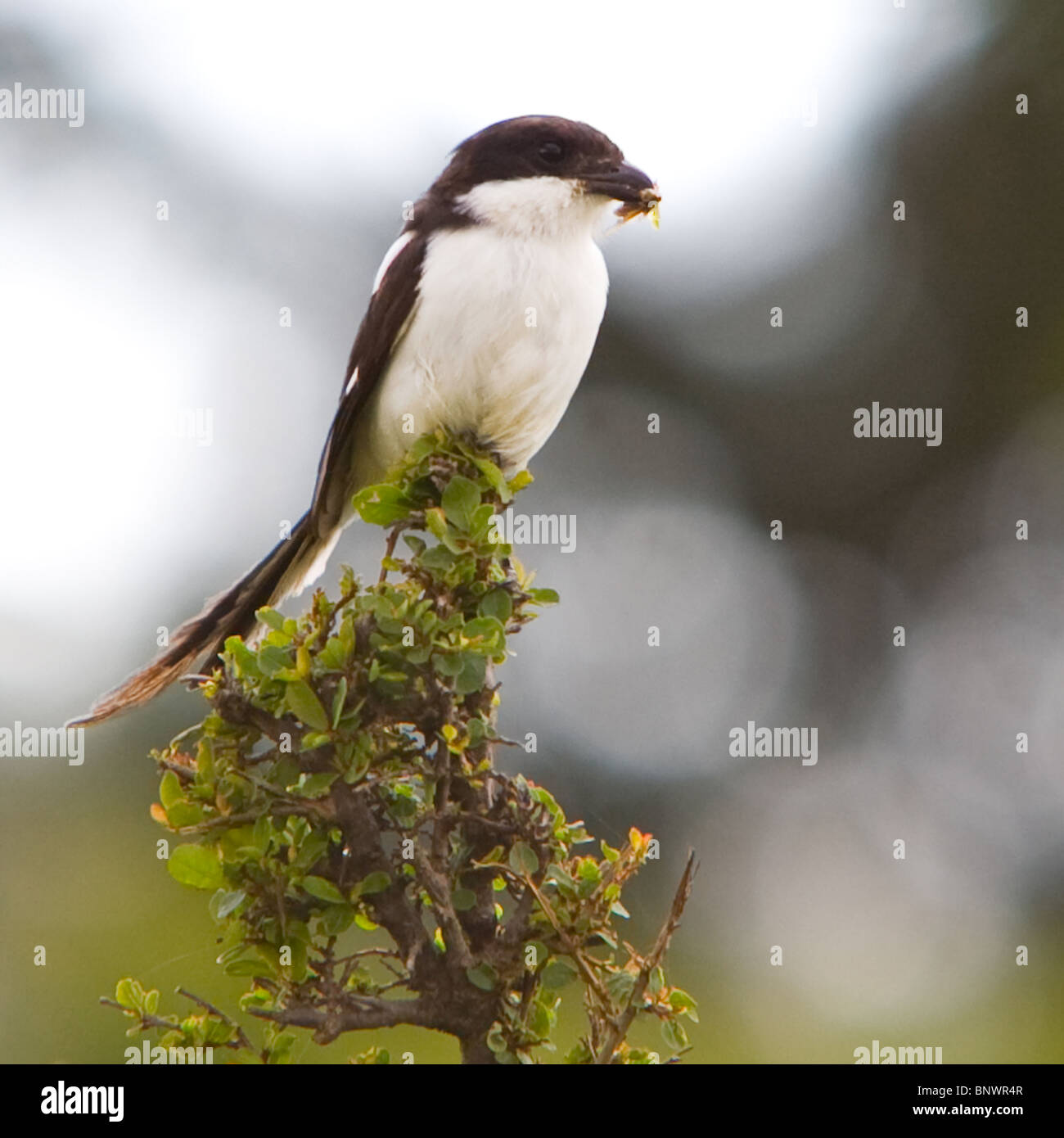 Butcher bird with insect in Masai Mara Kenya Stock Photo - Alamy