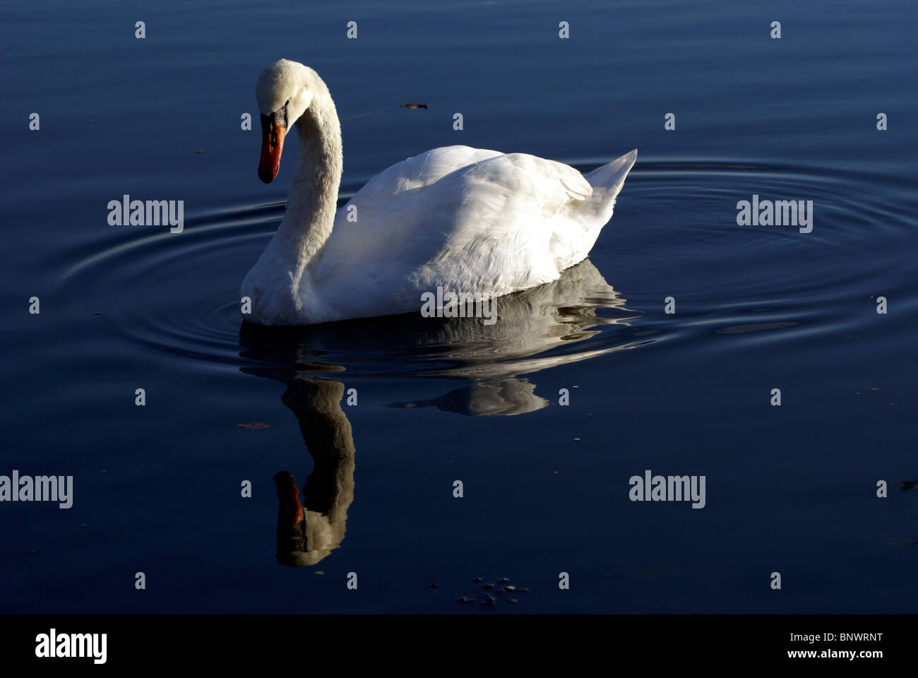 Mirror tail feathers hi-res stock photography and images - Alamy