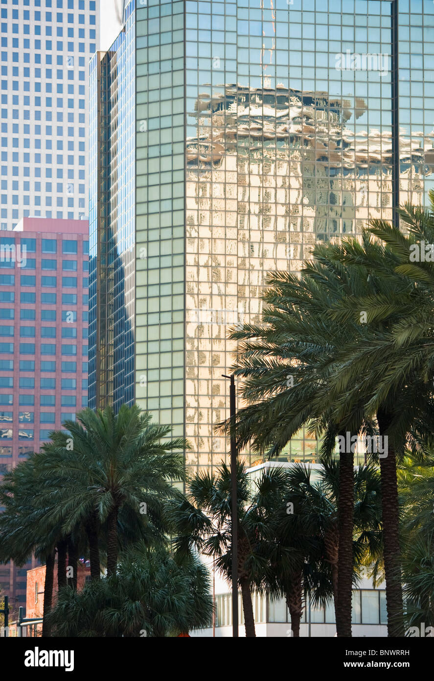 High-rise buildings and palm trees in New Orleans Stock Photo - Alamy