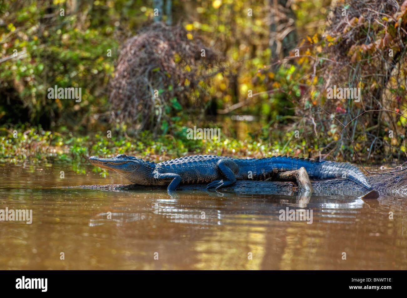Small alligator in Honey Island swamp Stock Photo - Alamy