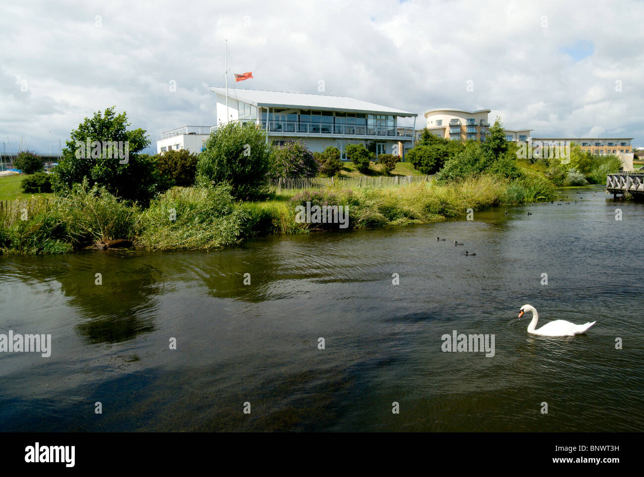 swan cardiff bay with cardiff yacht club building in distance cardiff ...