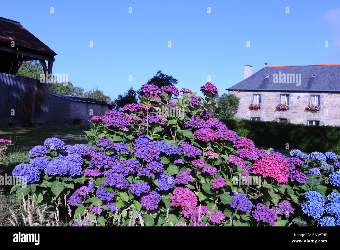 Brightly colored hydrangeas in garden in Brittany, France Stock Photo ...