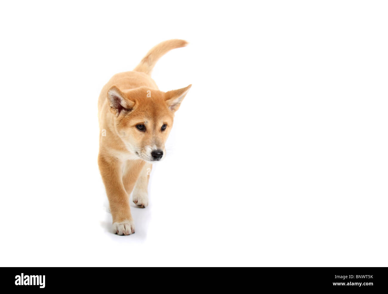 Dingo pup photographed in a studio Stock Photo - Alamy