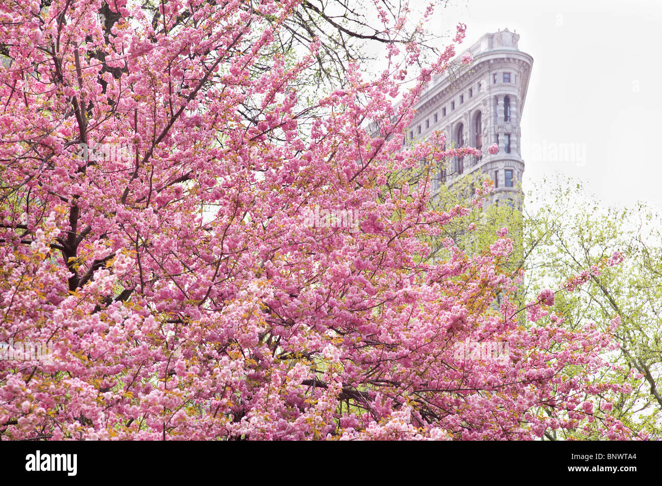 Cherry blossoms in front of a flat iron building Stock Photo - Alamy