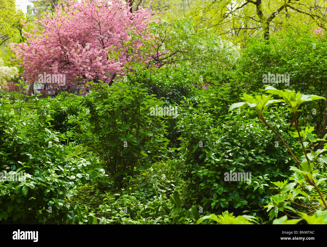 Green trees and cherry tree in Madison Square Park Stock Photo - Alamy