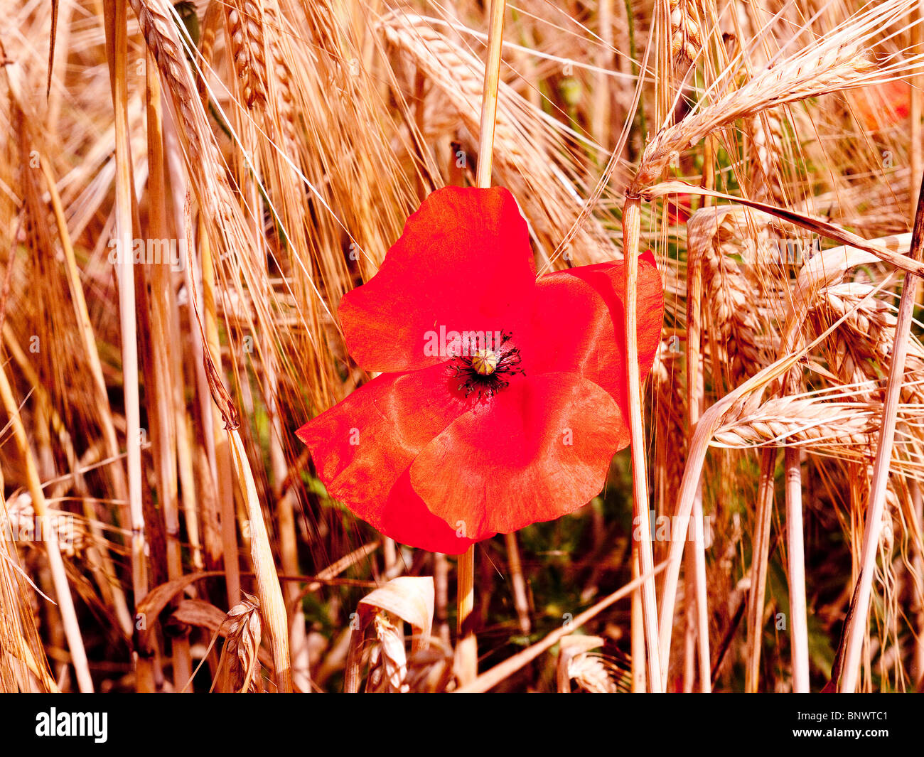 Poppy in the corn field over looking Old Amersham, Bucks, UK Stock ...