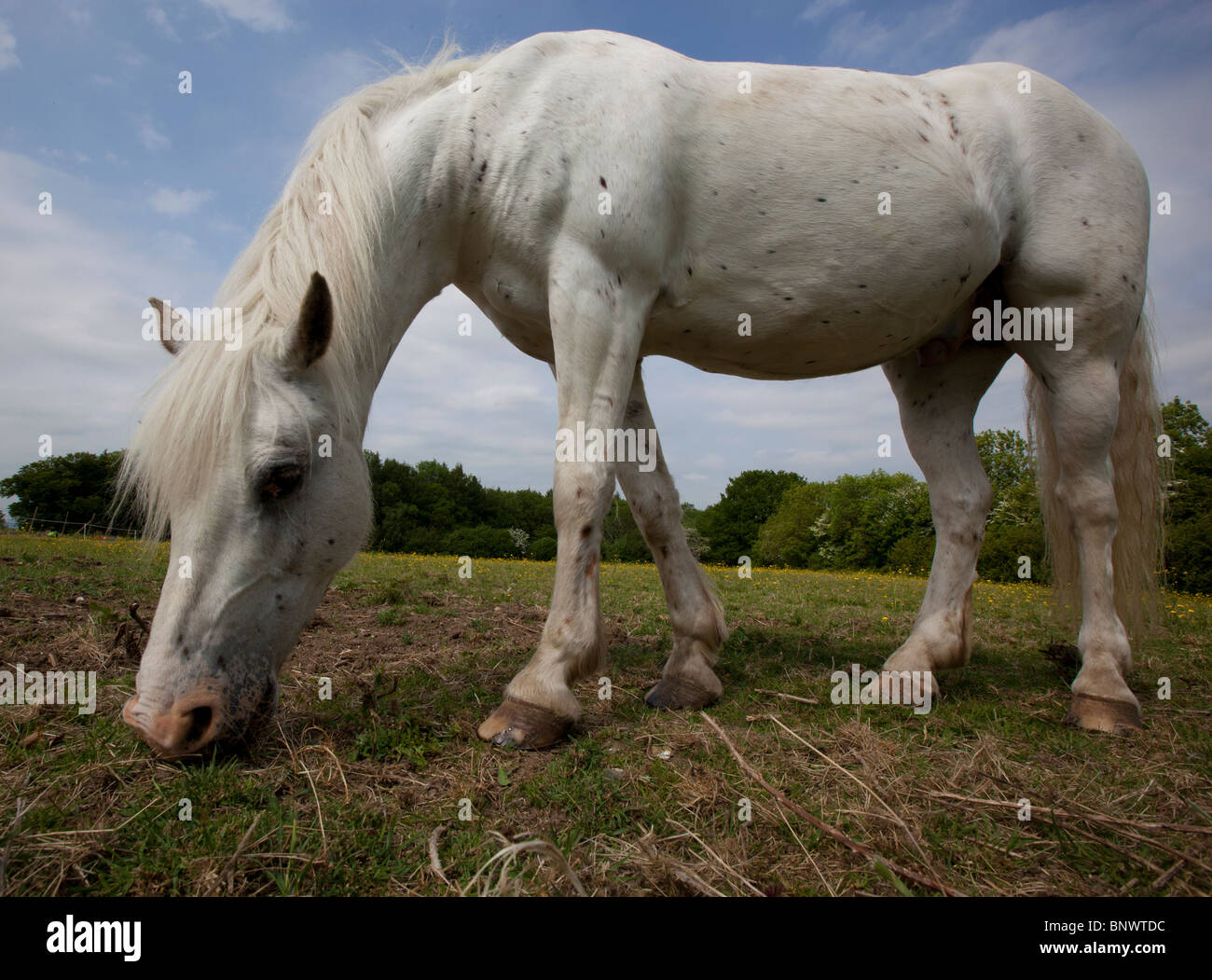 A pony or small horse grazing in a field with a background of trees and ...