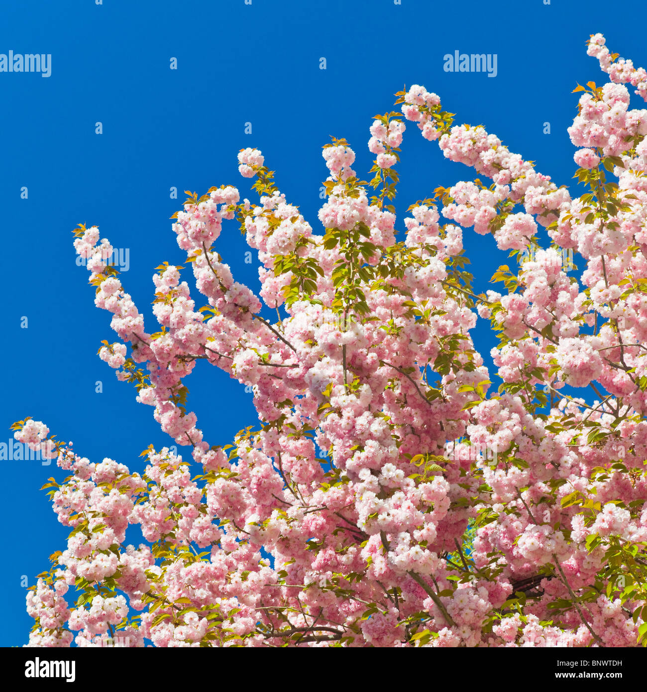 Cherry tree blossoms in garden hi-res stock photography and images - Alamy