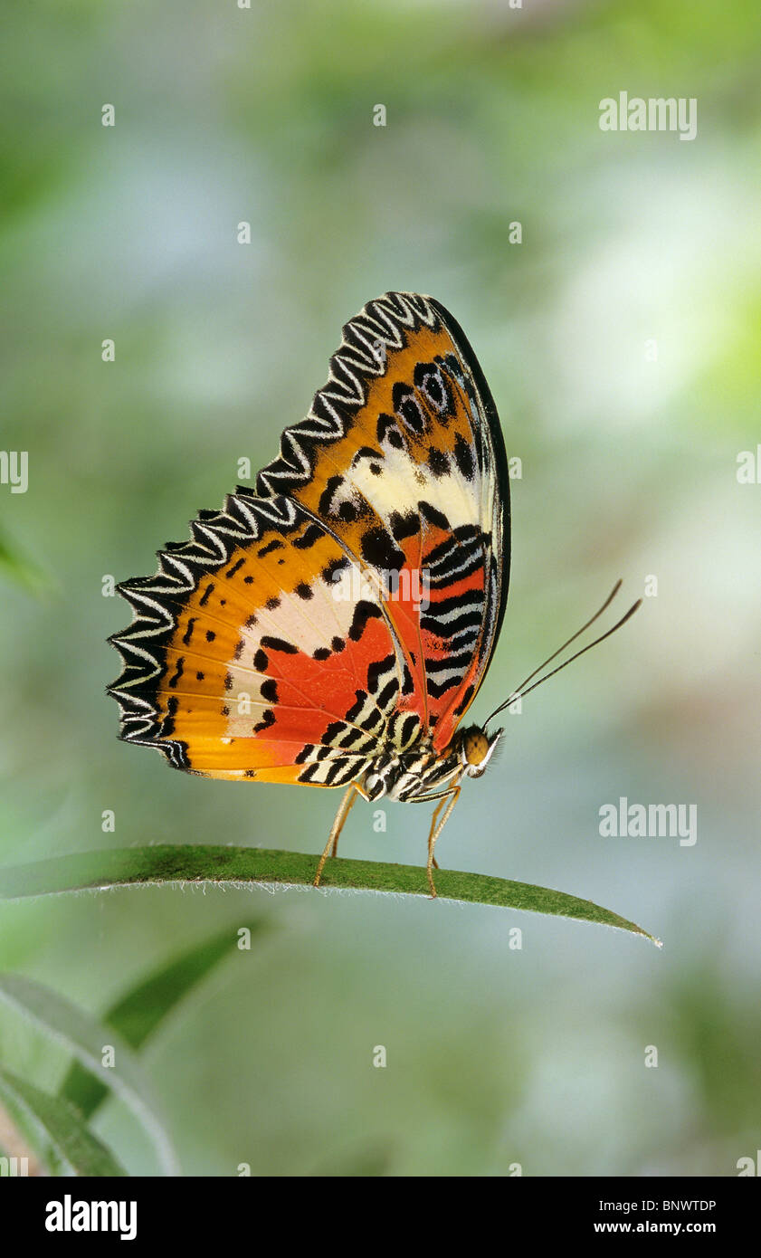 Red lacewing butterflies hi-res stock photography and images - Alamy