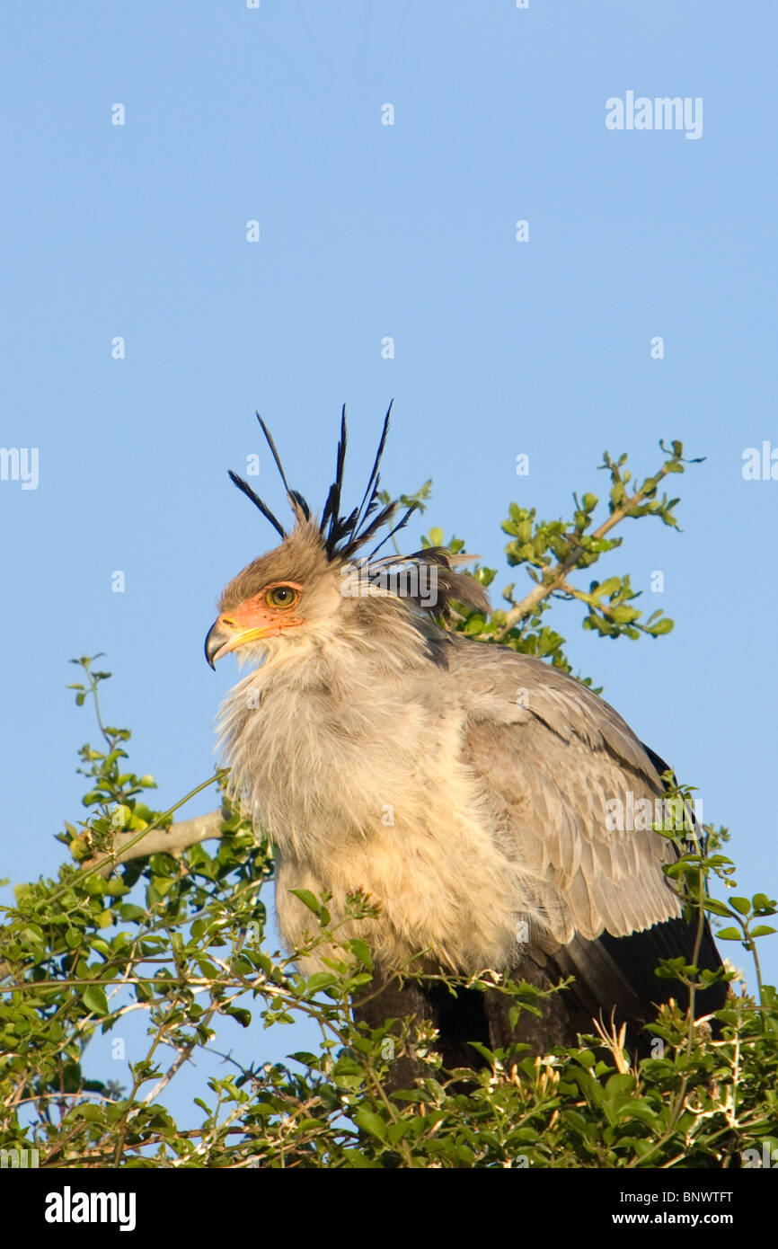 Secretary bird in a tree on the Masai Mara Kenya Stock Photo - Alamy