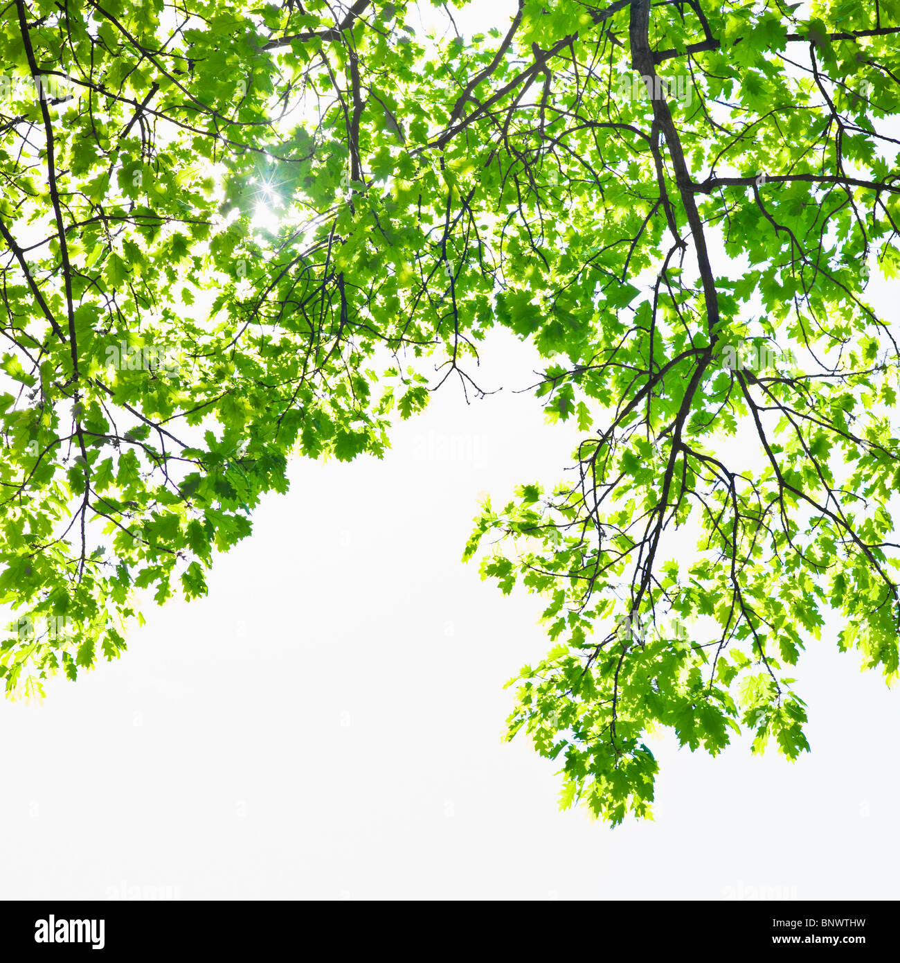 Sunlight shining through tree branches in spring Stock Photo - Alamy