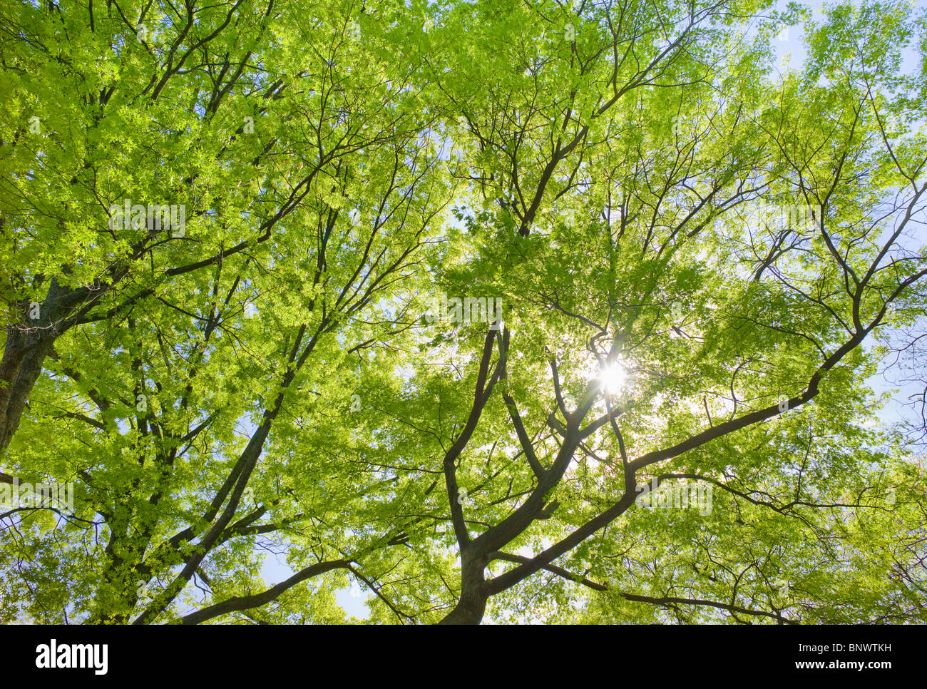 Sunlight shining through tree branches in spring Stock Photo - Alamy