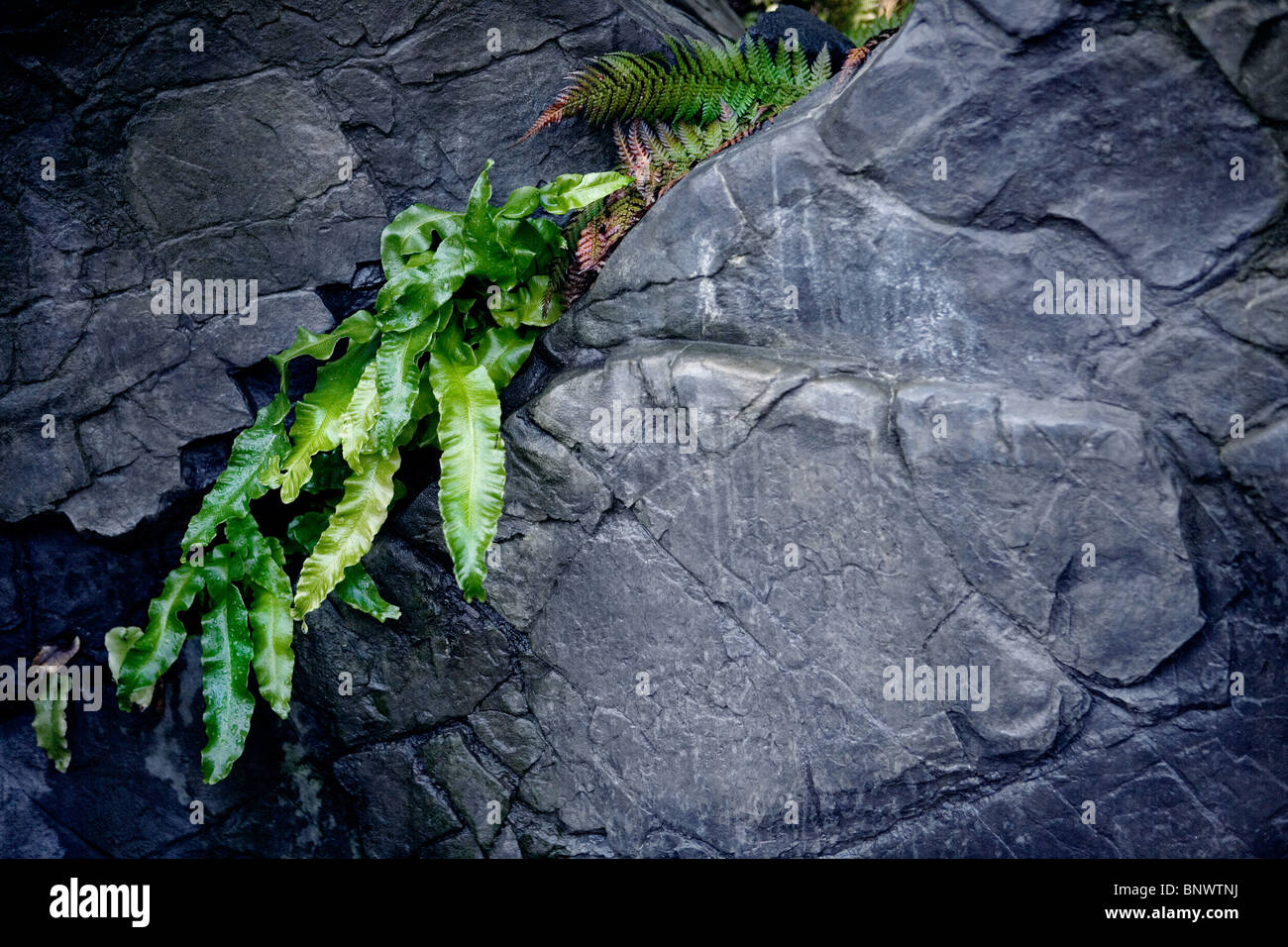 Harts tongue ferns growing in a rock crevice Stock Photo - Alamy
