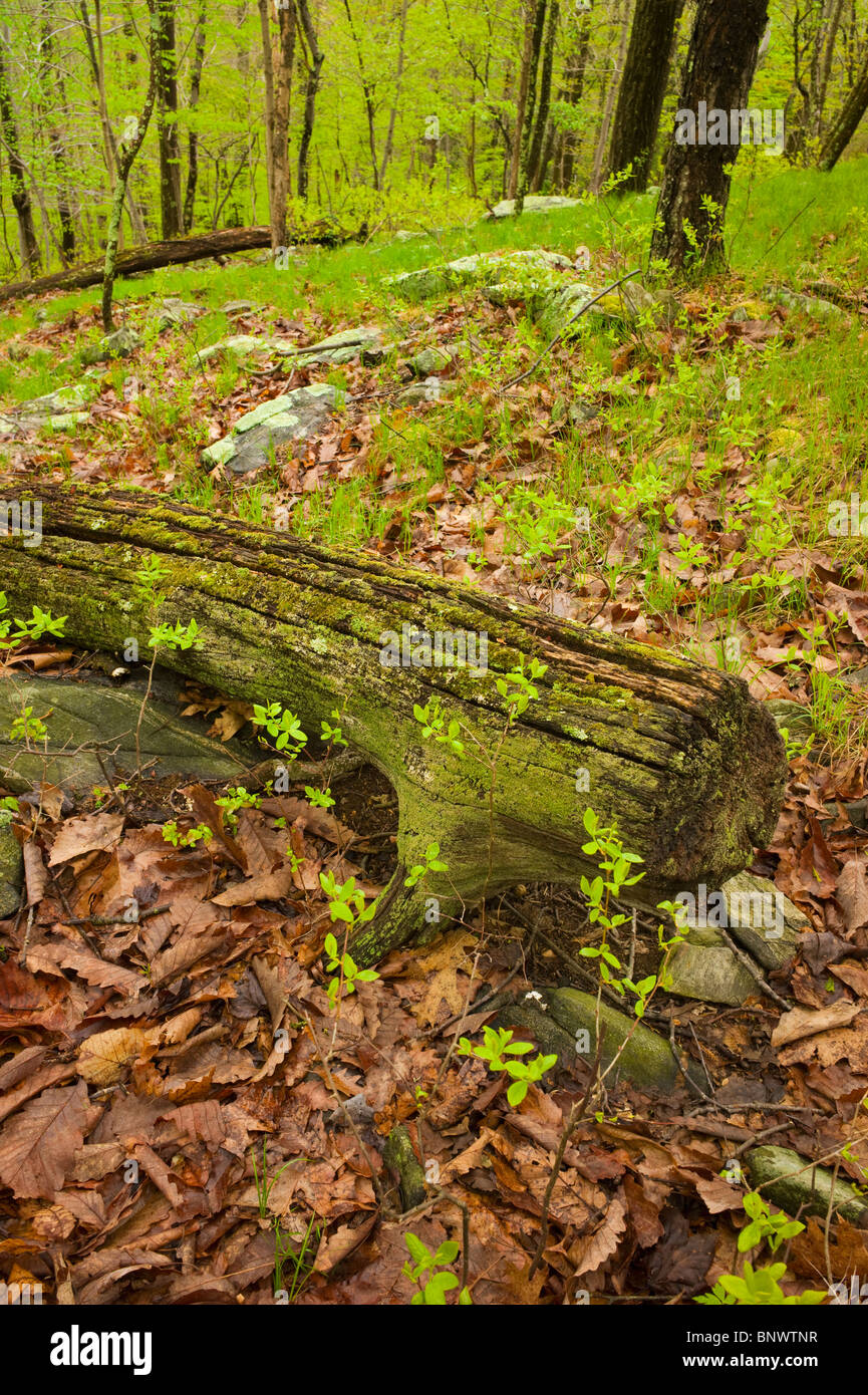 Forest in Ward Pound Ridge Reservation Stock Photo - Alamy