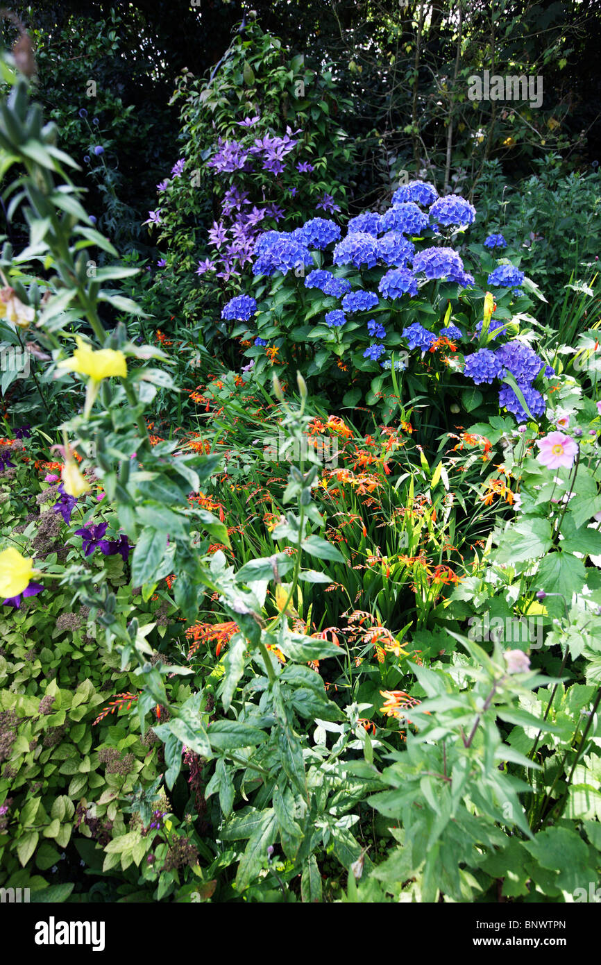 Guernsey flowers hi-res stock photography and images - Alamy