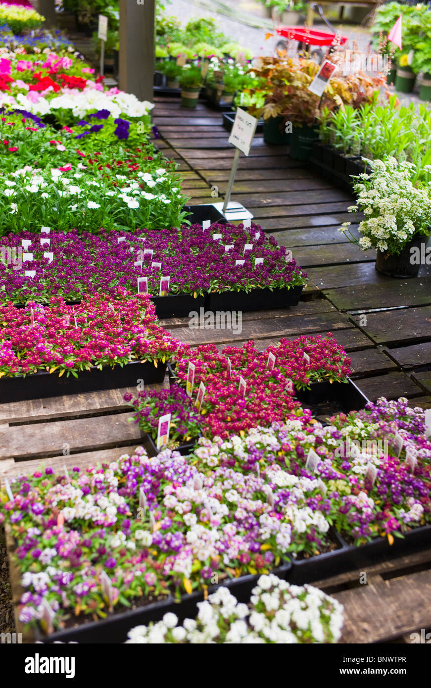 Beautiful display plants hi-res stock photography and images - Alamy