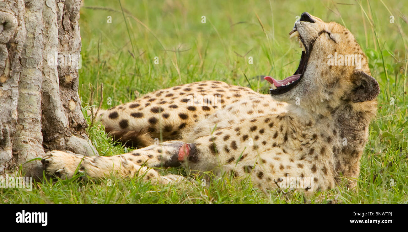 Cheetah yawn hi-res stock photography and images - Alamy