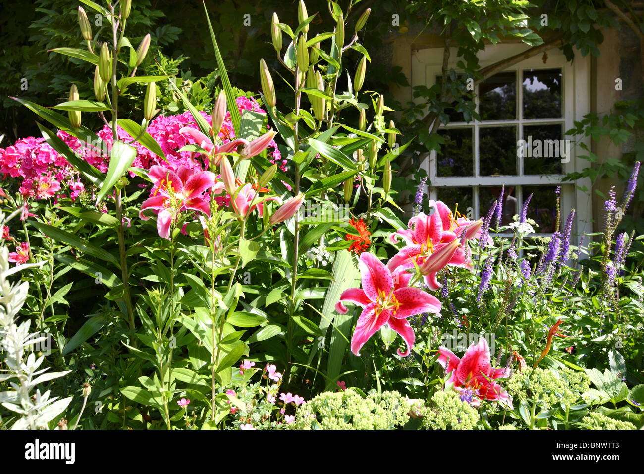 Typical garden, with lots of flowers, some tropical, Guernsey, Channel ...