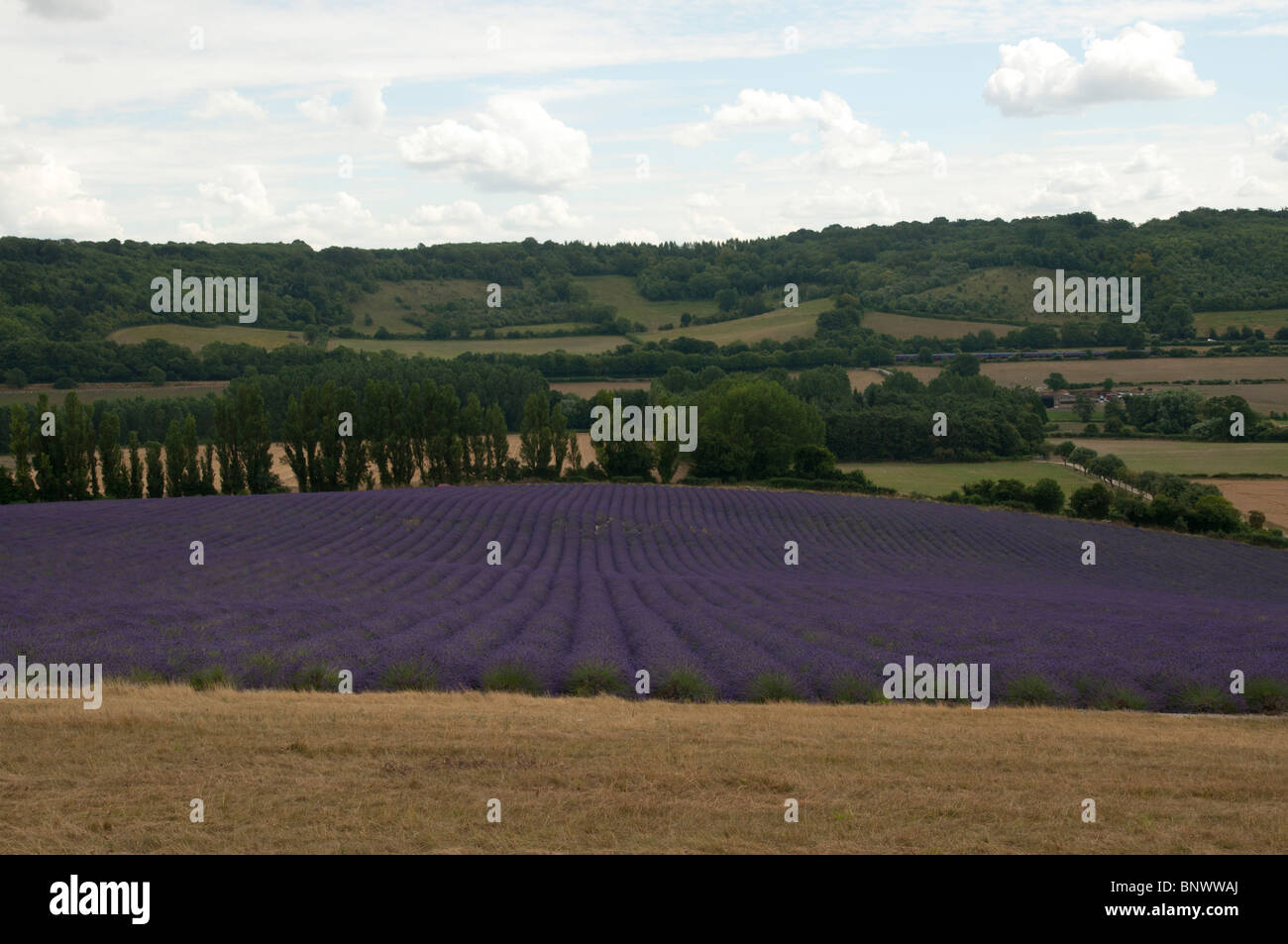 Lavender Farming Darenth Valley Kent England UK Stock Photo - Alamy