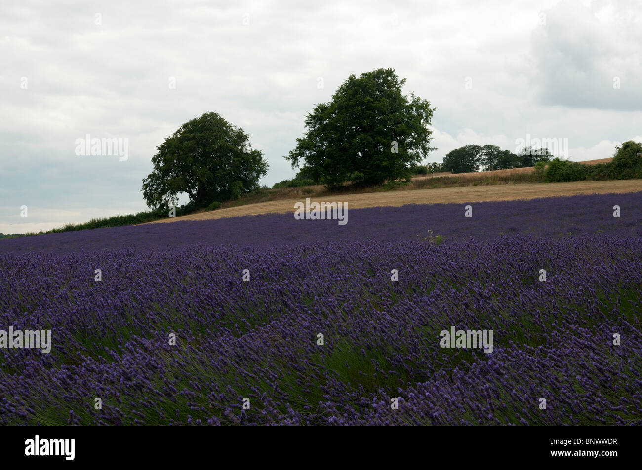 Lavender Farming Darenth Valley Kent England UK Stock Photo - Alamy