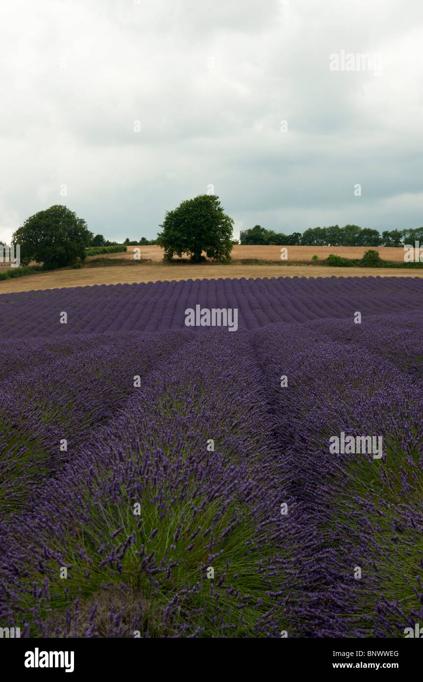 Lavender Farming Darenth Valley Kent England UK Stock Photo - Alamy