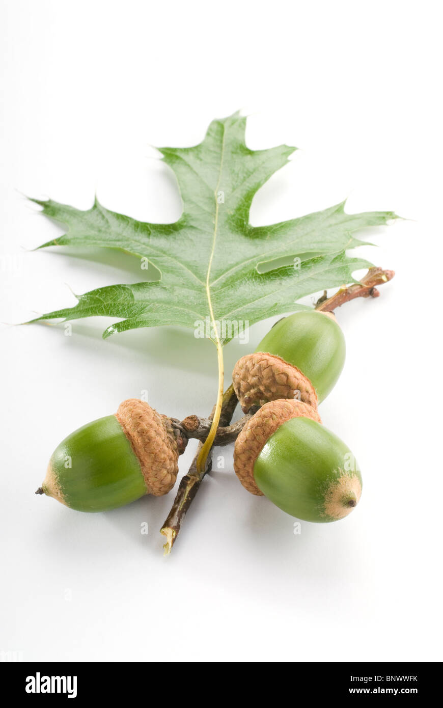 Oak tree cutout hi-res stock photography and images - Alamy