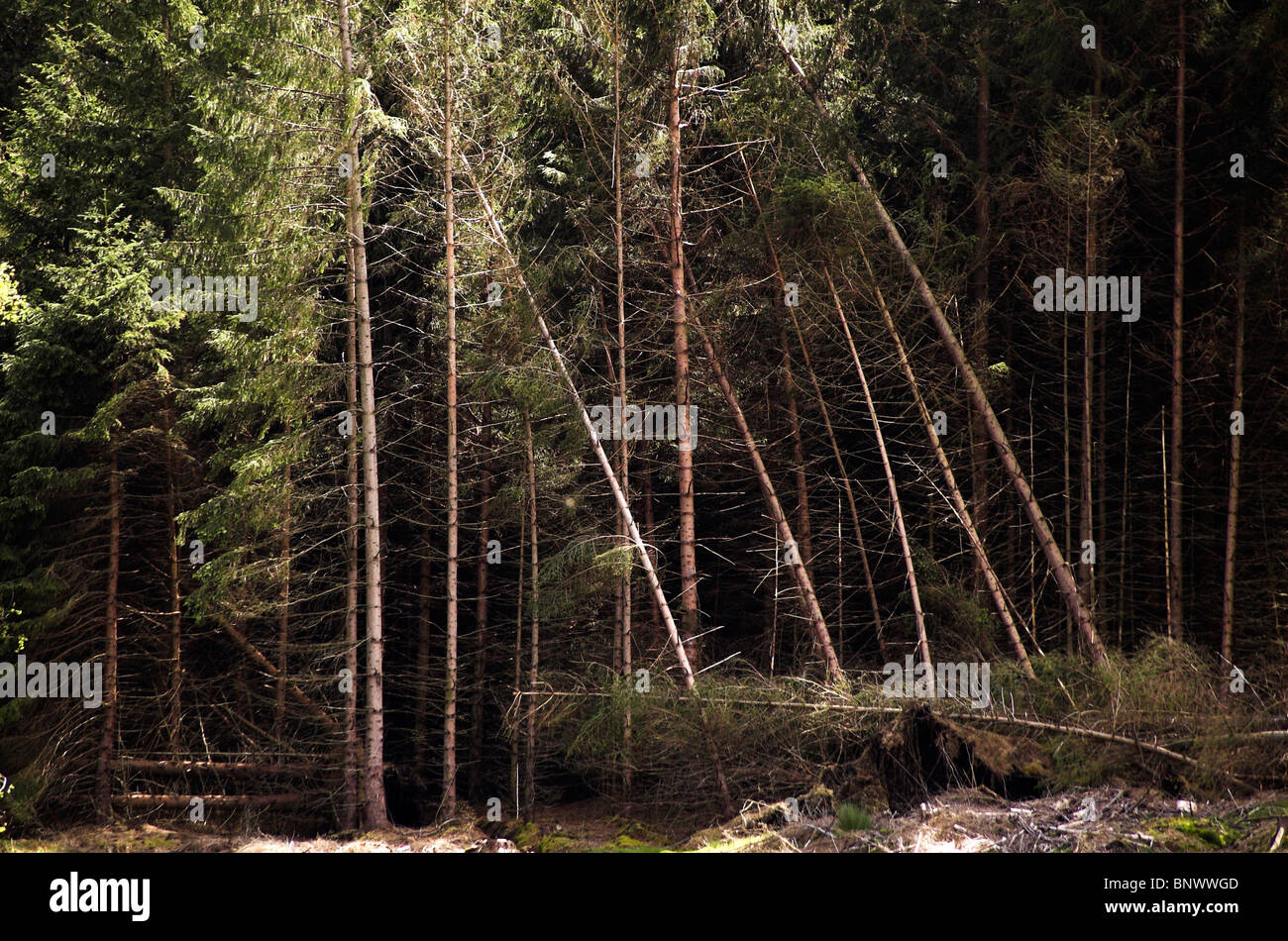 Edge of a managed Pine forest, after some trees were felled Stock Photo ...
