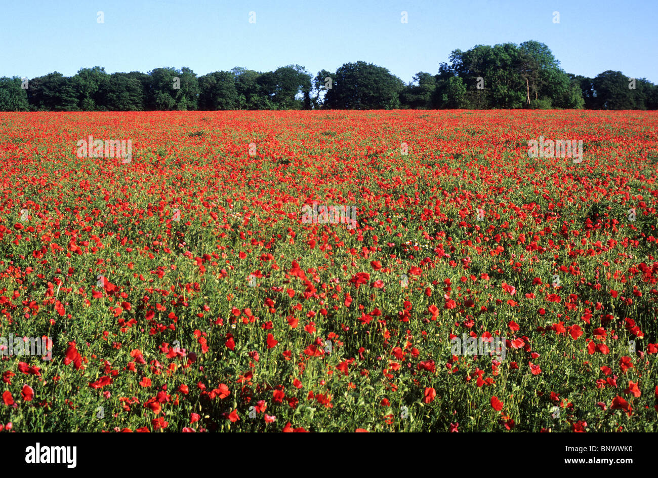 Field of Poppies, Norfolk, England UK English poppy fields mass red ...