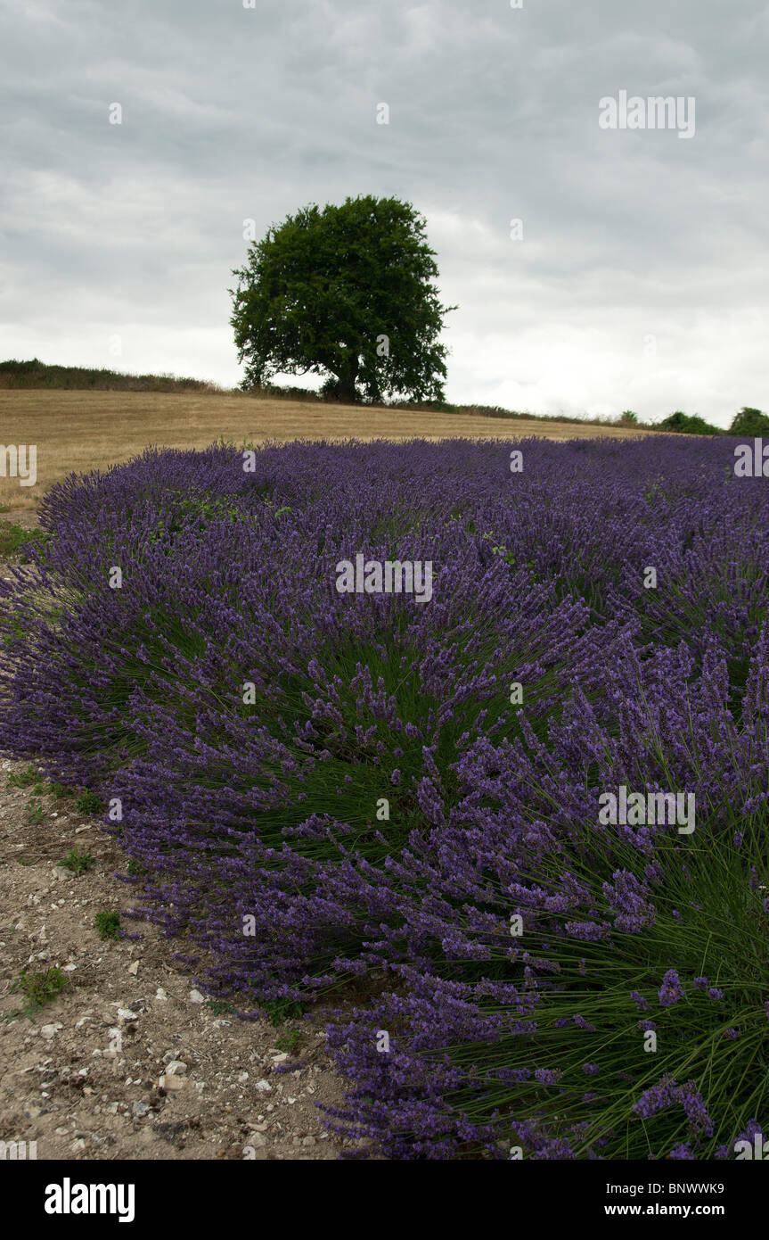 Lavender Farming Darenth Valley Kent England UK Stock Photo - Alamy