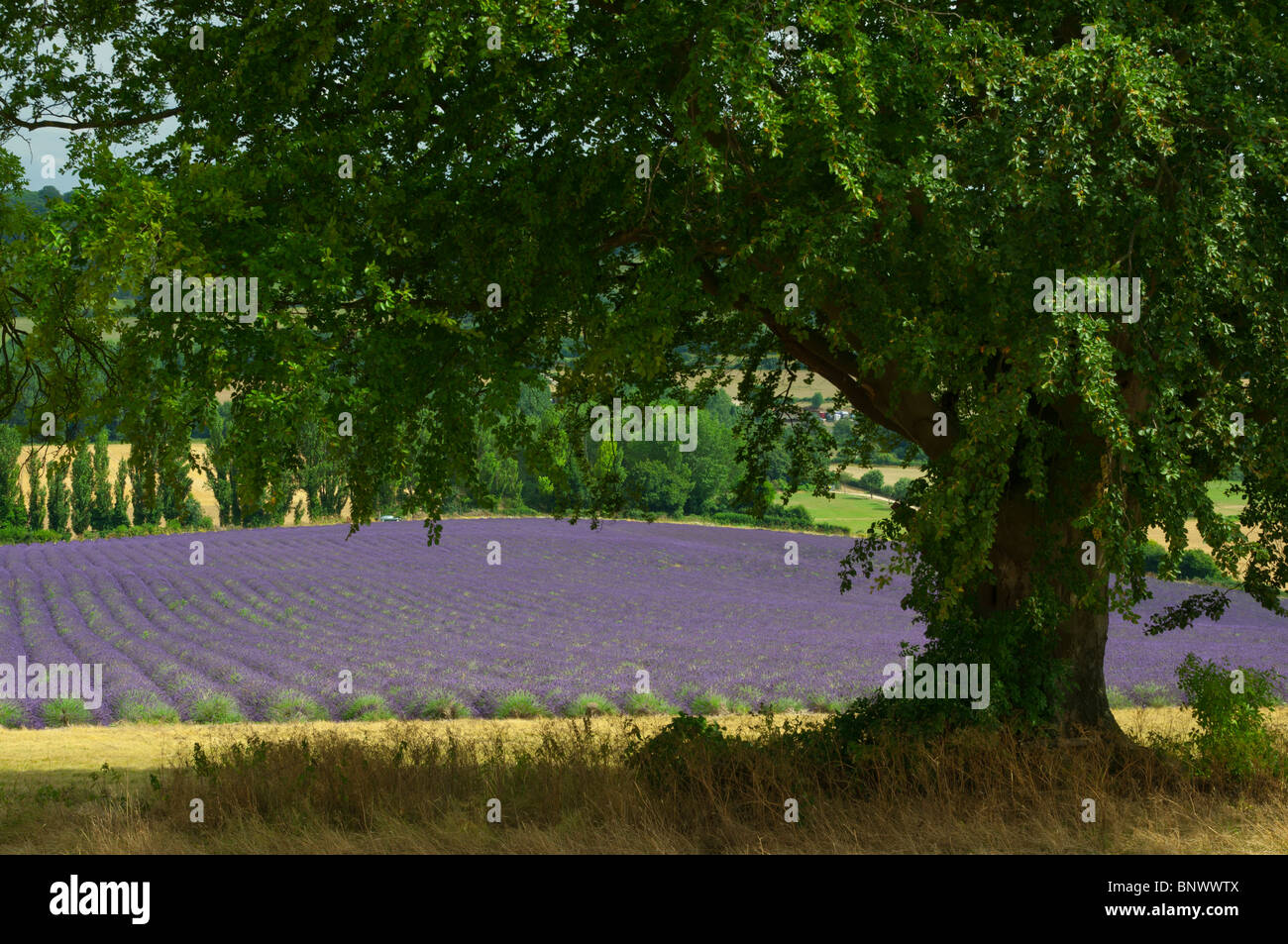 Lavender Farming Darenth Valley Kent England UK Stock Photo - Alamy