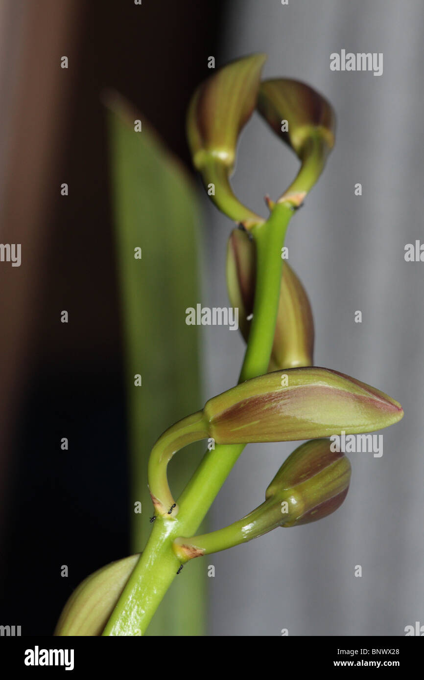 Cymbidium flower bud hi-res stock photography and images - Alamy