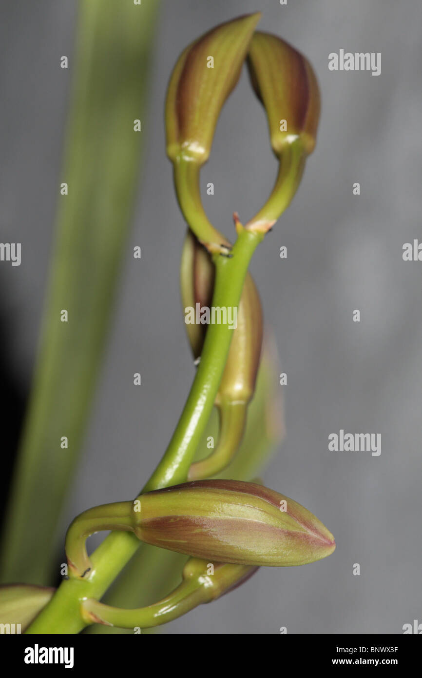 Awakening bud hi-res stock photography and images - Alamy