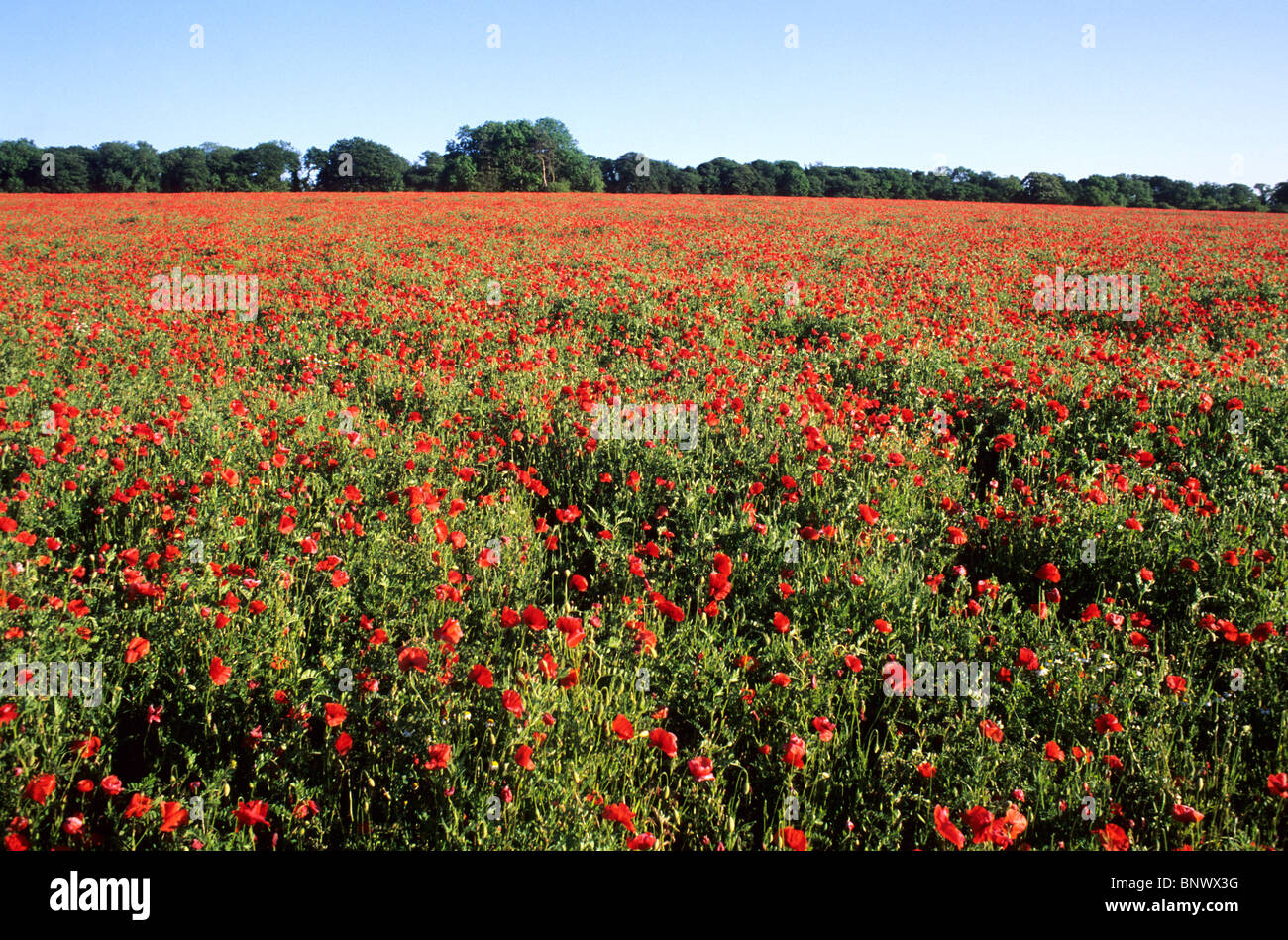 Field of Poppies, Norfolk, England UK English poppy fields mass red ...